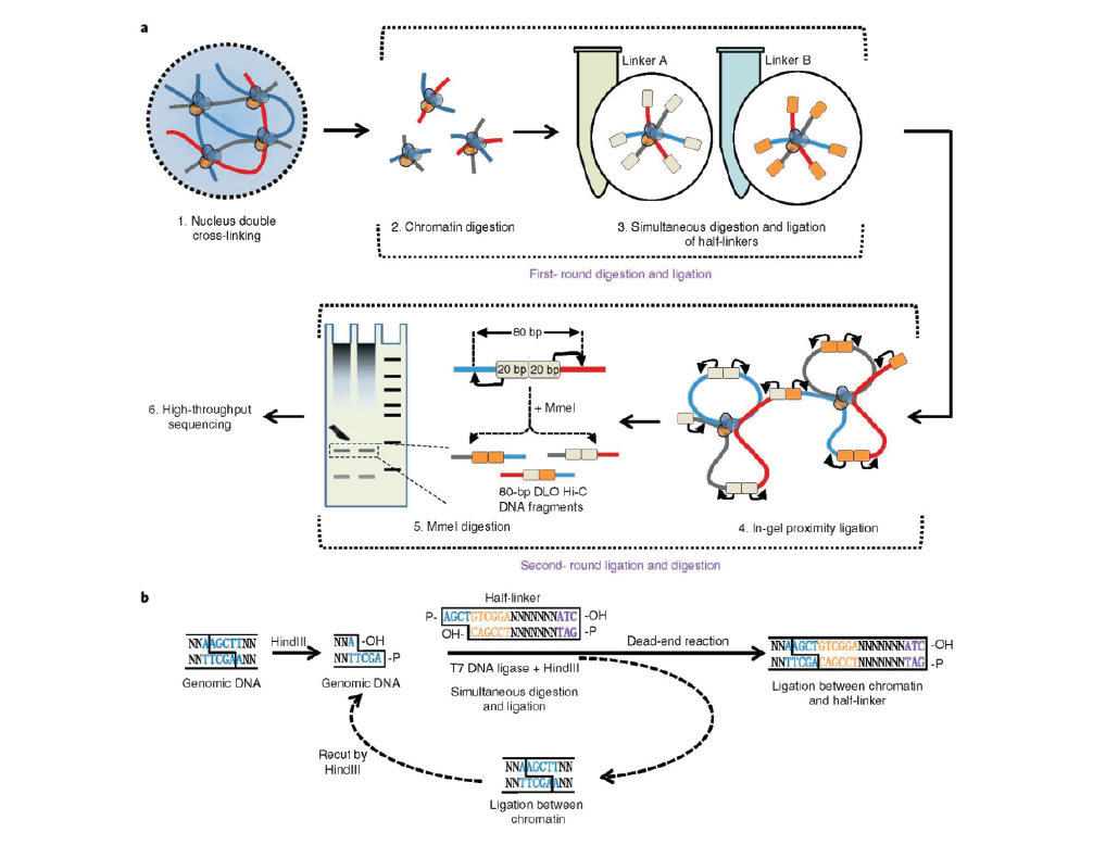 DLO-HiC三维基因组