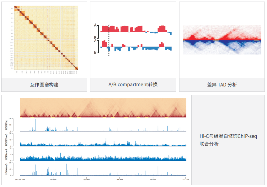 DLO-HiC三维基因组