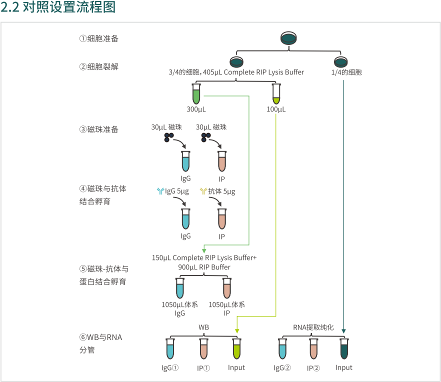 RIP试剂盒 - RIP Kit - 金开瑞