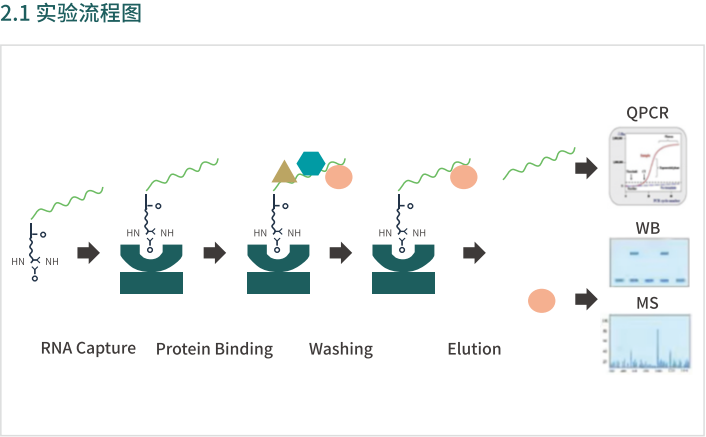 RNA pull-down试剂盒 - RNA pull-down kit - 金开瑞