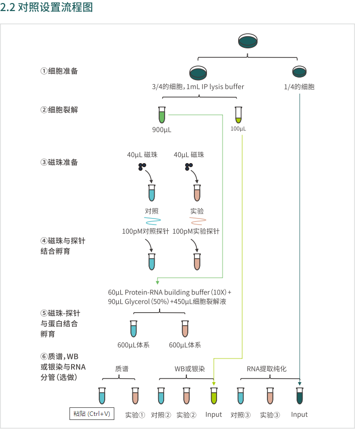 RNA pull-down试剂盒 - RNA pull-down kit - 金开瑞