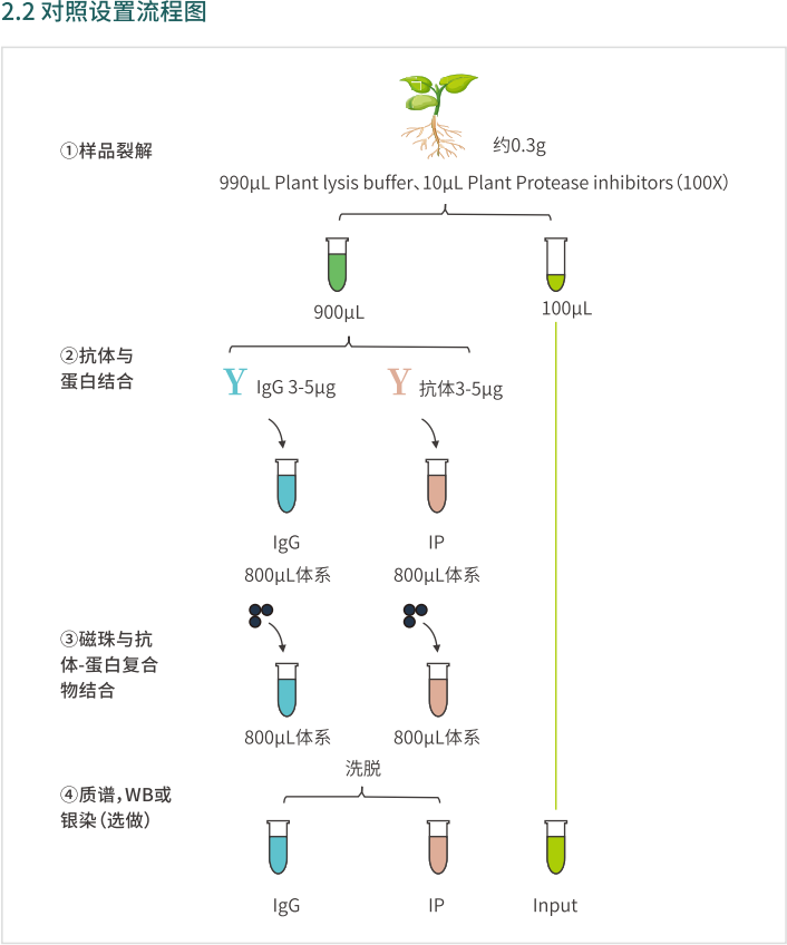 Co-IP试剂盒（植物） - Co-IP Kit For Plant - 金开瑞