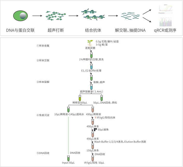 ChIP试剂盒（植物） - ChIP Kit For Plant - 金开瑞