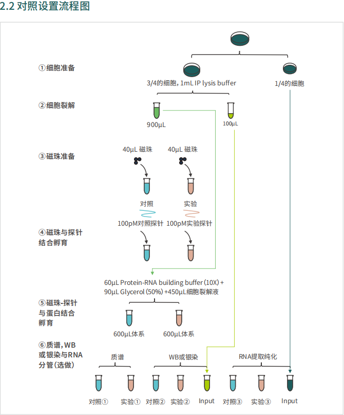 RNA pull-down试剂盒 - RNA pull-down kit - 金开瑞