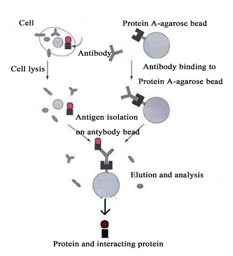 知无不“研”|一文读懂免疫共沉淀技术（Co-IP）